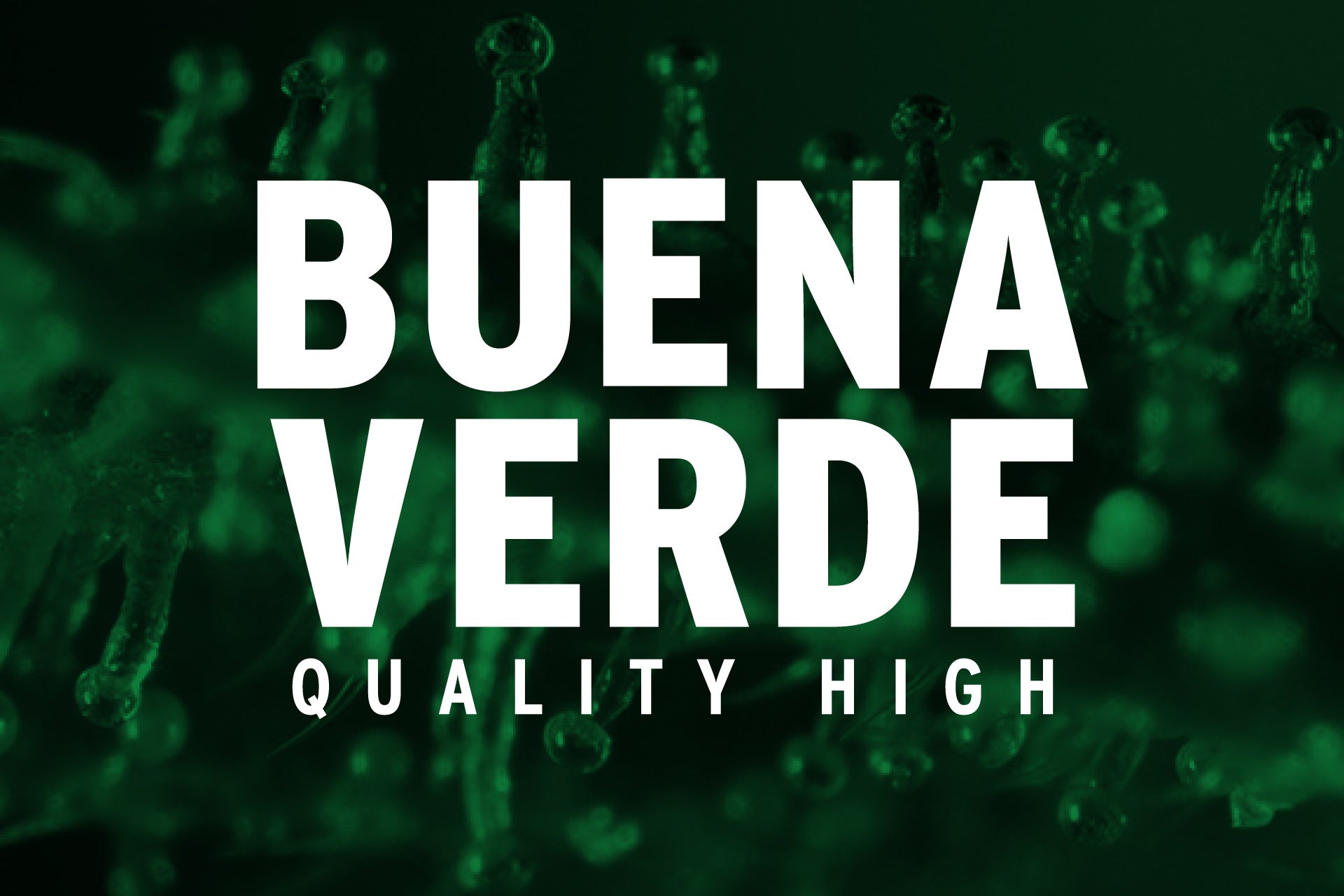 Buena Verde